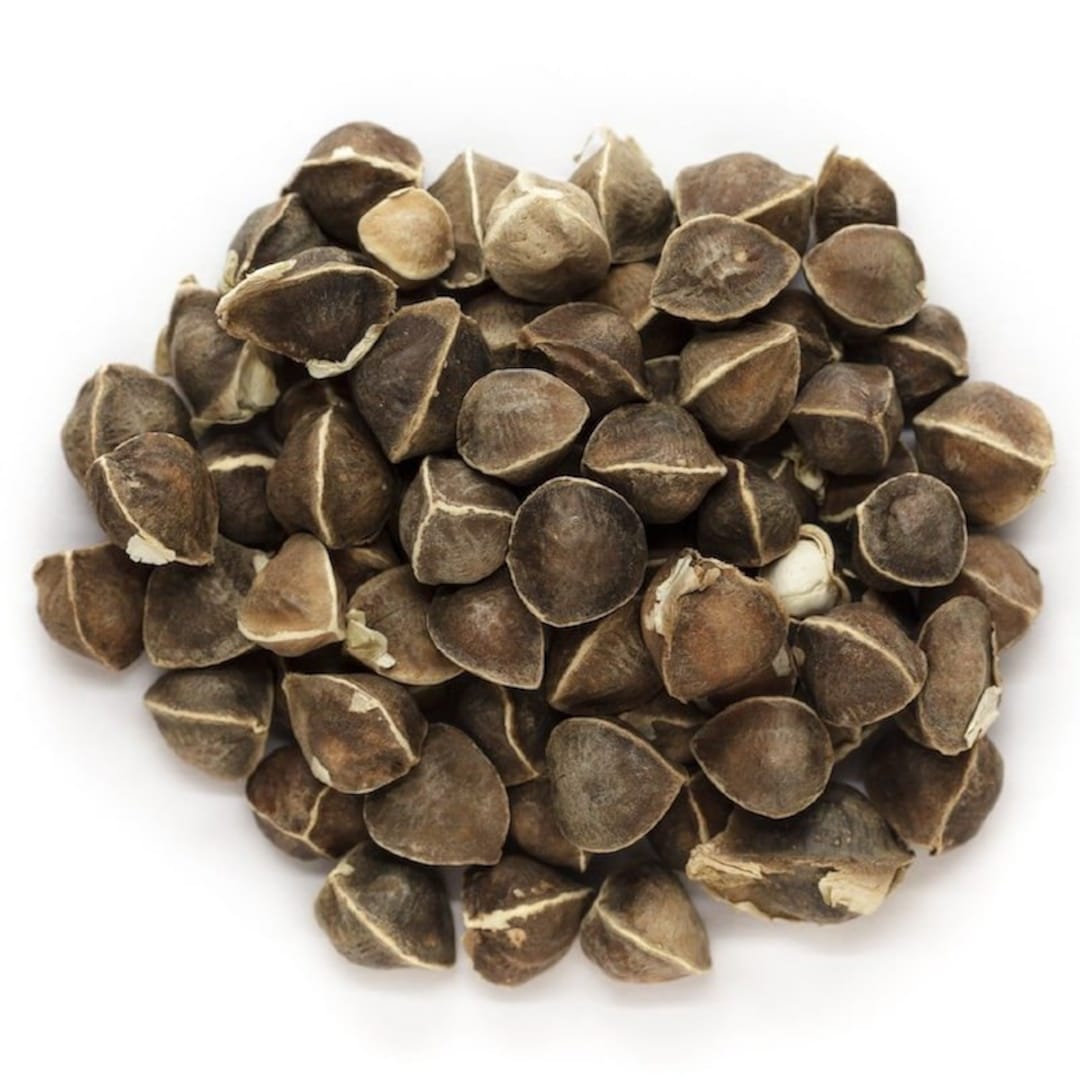 Organic Moringa Oleifera Drumstick Seeds Non-gmo (chùm Ngây) - Etsy