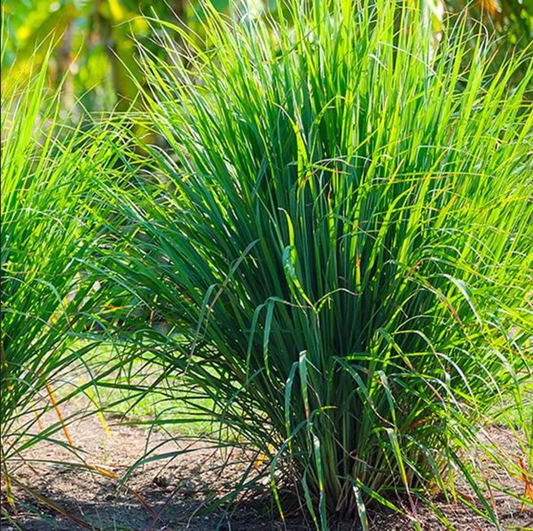 West Indian Lemongrass Seeds | Natural Mosquito Repellent | Fresh Non ...