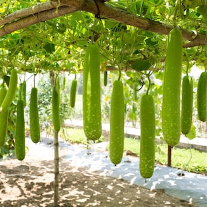 Long Bottle Gourd Stars Seeds F1 - Viet Nam- Bầu Sao Lai F1- Non-gmo - Etsy