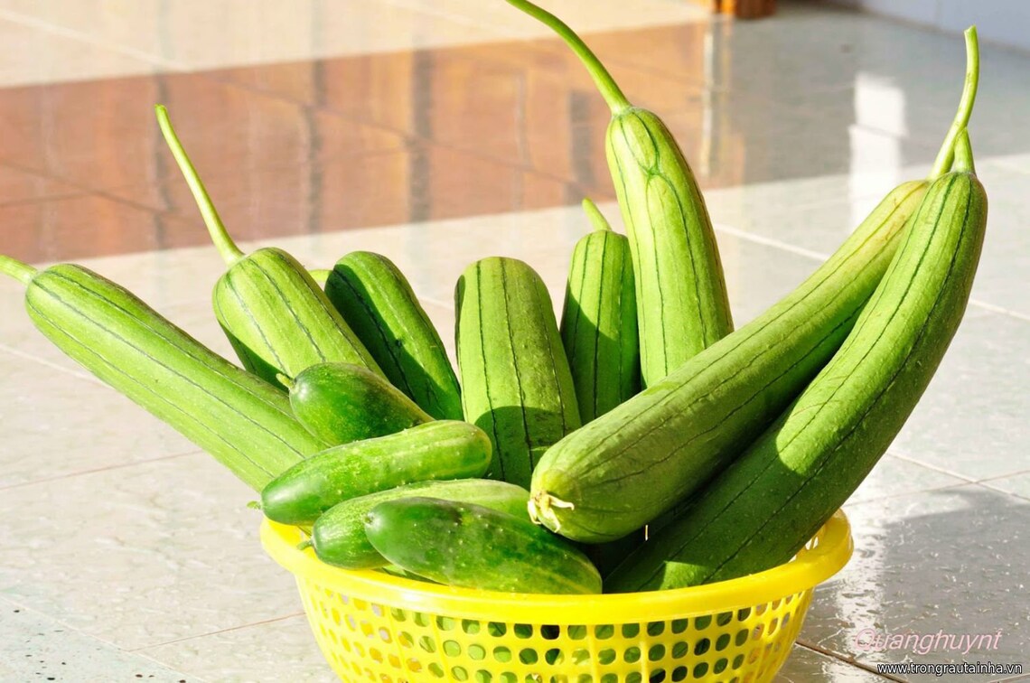 Vietnam Smooth Luffa Gourd Seeds; 特長絲瓜; Muop Huong; F1 Non-gmo,organic ...
