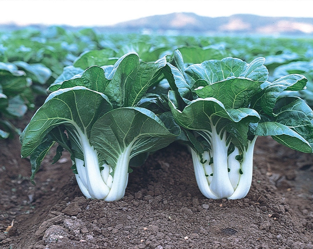 500 White Stem Baby Pak Choi Seeds, Nail Bai Cai, Dwarf Bok Choy, Asian ...