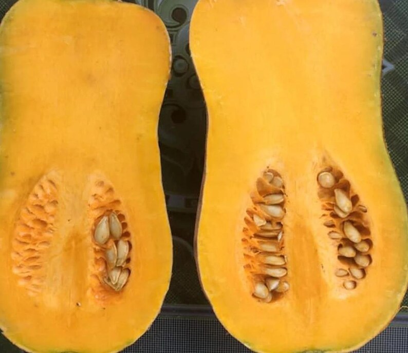 Striped Butternut Squash Seeds,hạt Giống Bí Hạt Đậu F1 - NON-GMO - Etsy
