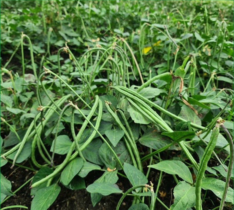 Bush Long Green Bean Seeds | Đậu Đũa Bụi Ngọt | Non GMO - Etsy