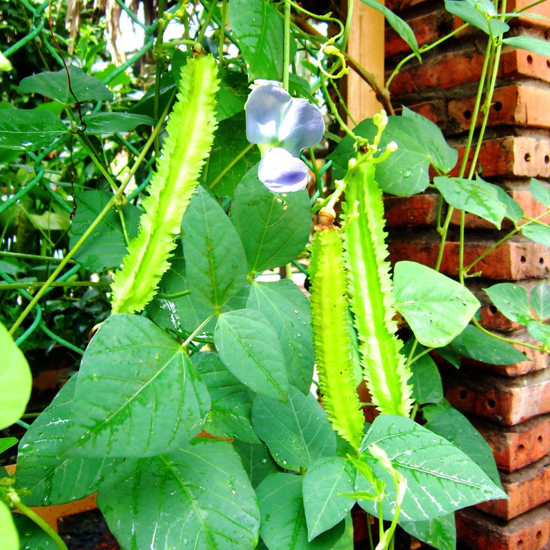 Green Bean on Plant - Etsy