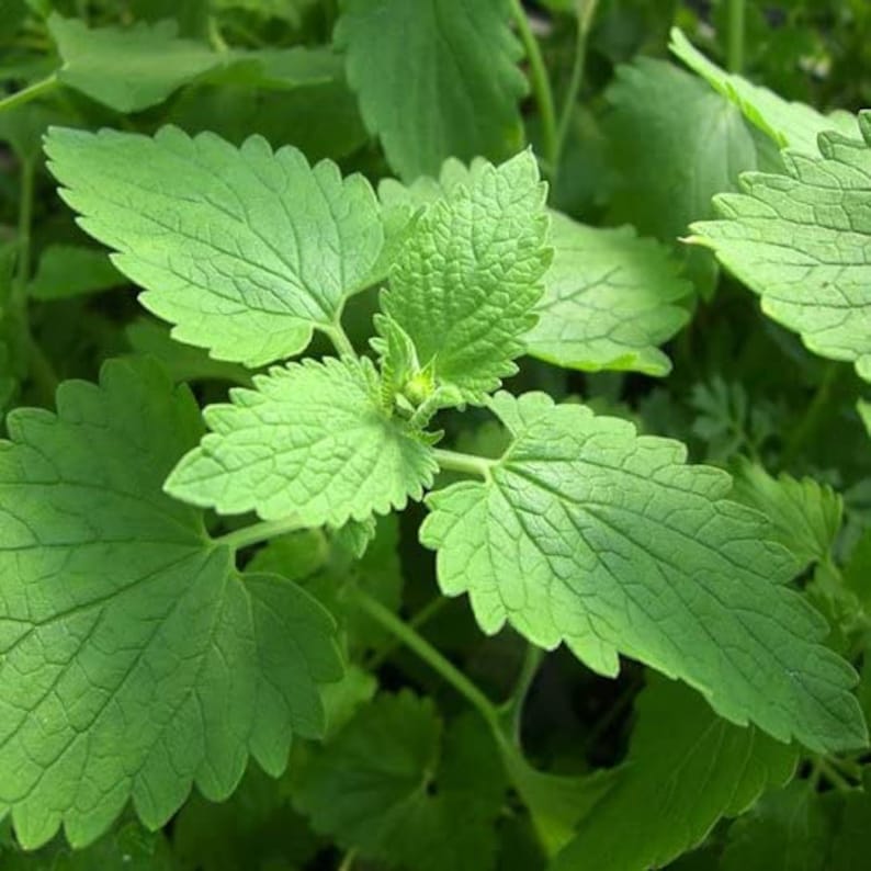 Catnip Seeds 1000+ Herb Perrenial Garden NON-GMO USA Free Ship - Etsy