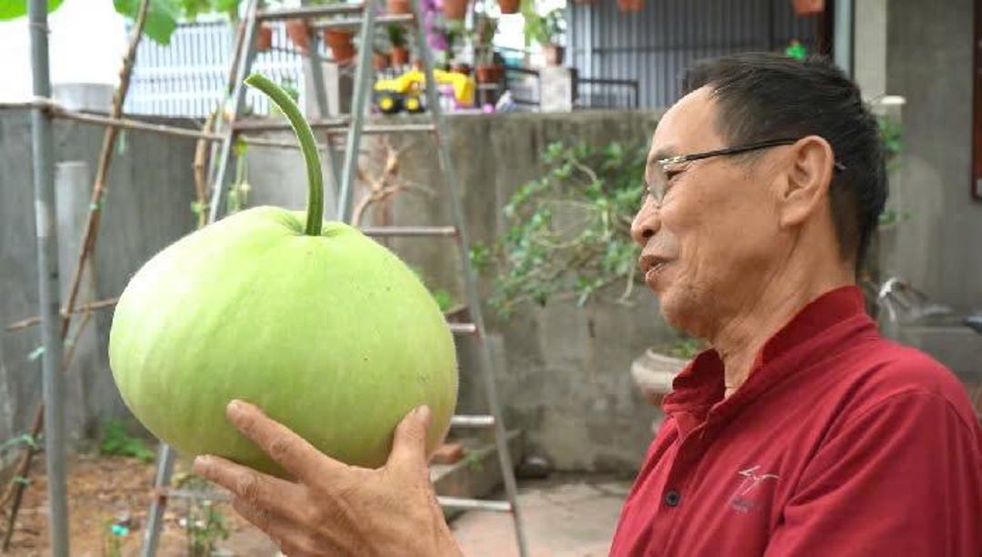 Giant Round Calabash Gourd Seeds | Non-gmo - Etsy