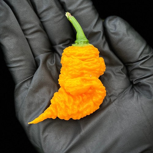 T-rex Yellow Premium Pepper Seeds Pack - Etsy