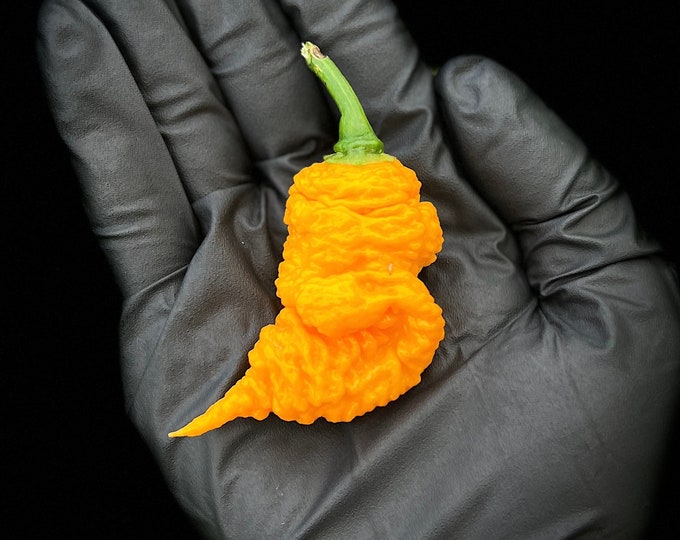 T-rex Yellow Premium Pepper Seeds Pack - Etsy