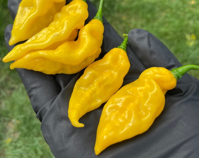 Fatalii Pepper Premium Seeds Packet - Etsy