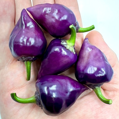 Purple Peach Carolina Reaper Rare Pepper Seeds Premium Packet - Etsy