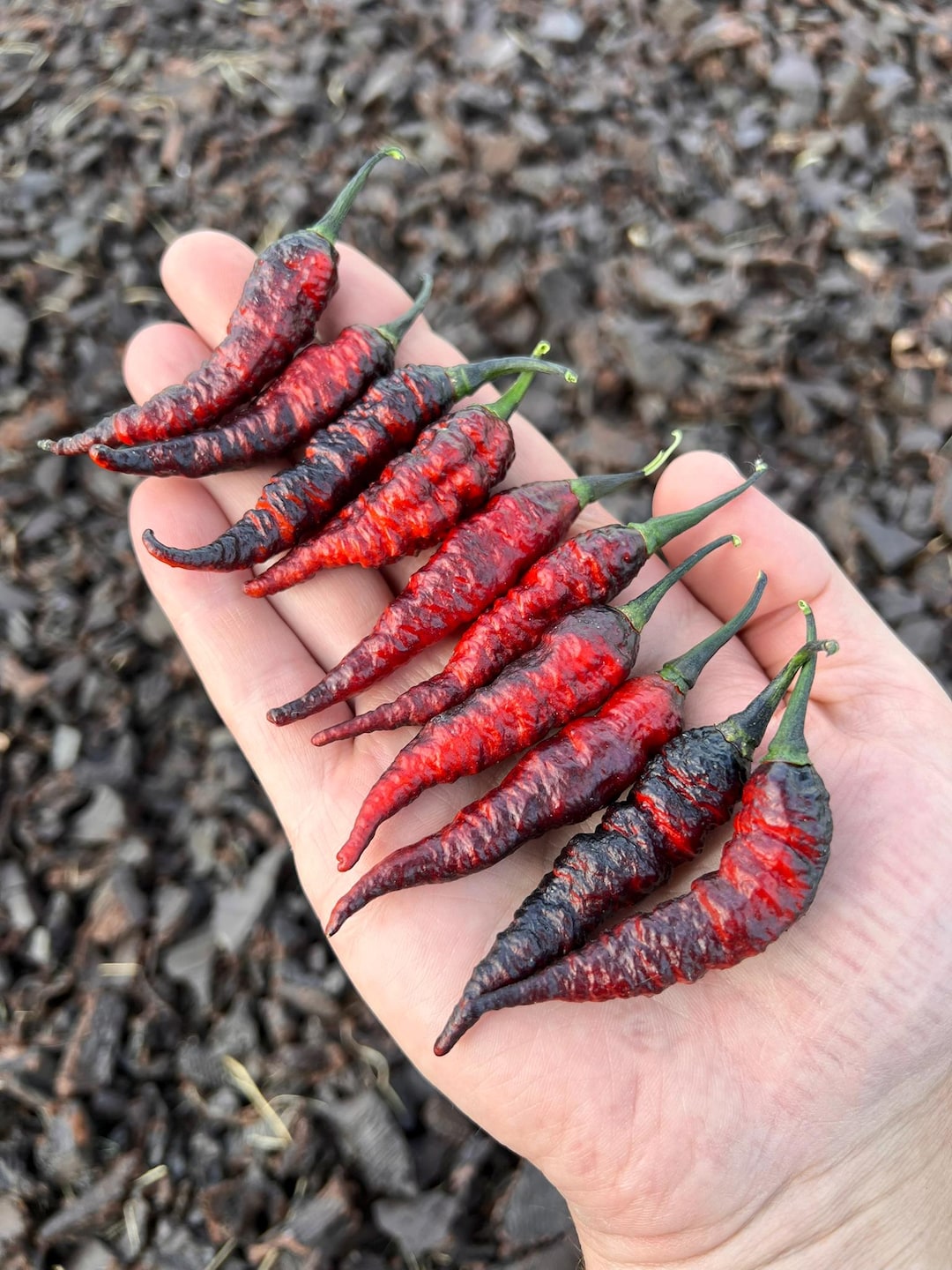 Naga Black Twister Superhot Pepper Seeds - Non-gmo Organic Superhot ...