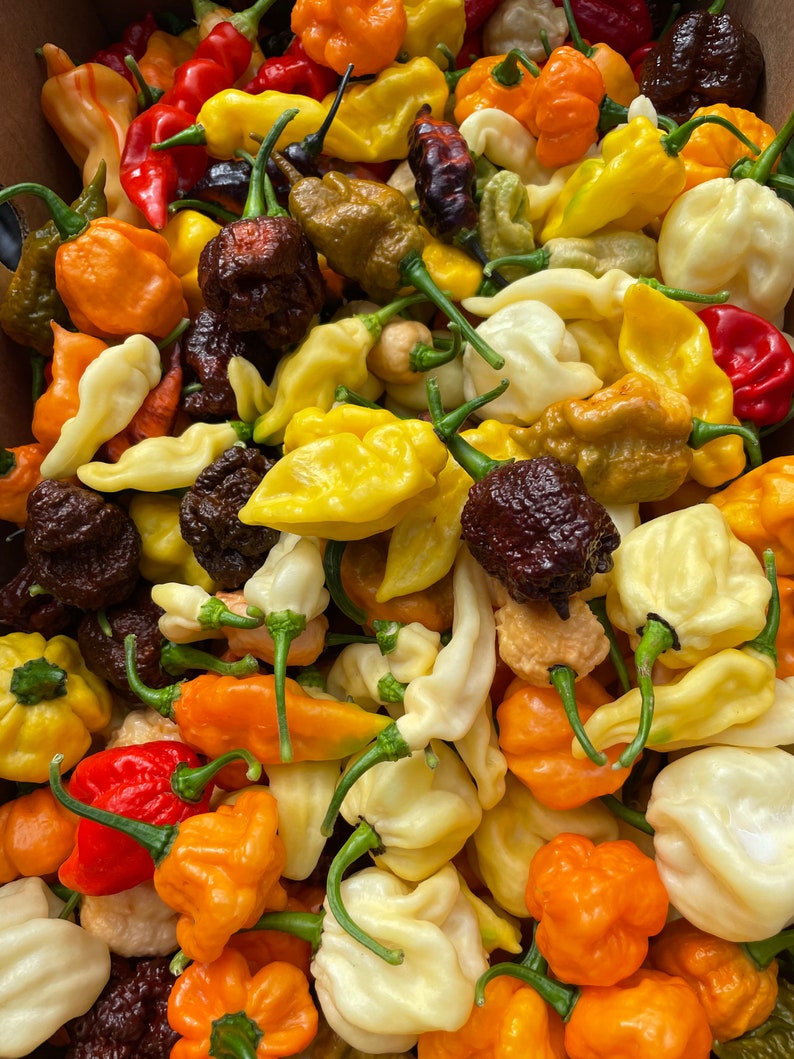 Premium Rare Variety Hot Pepper Seeds Pack - Etsy