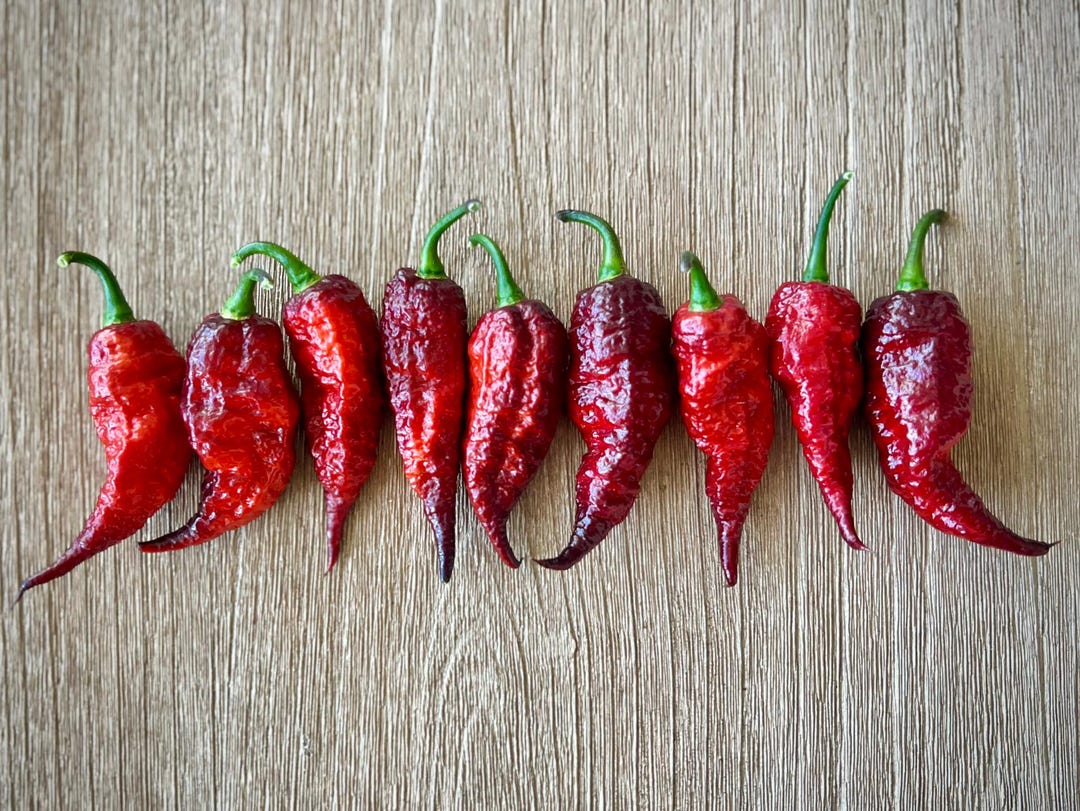Fox Purple Naga Ruby Superhot Pepper Seeds Superhot Pepper Seeds, Non-gmo Organic Superhot ...