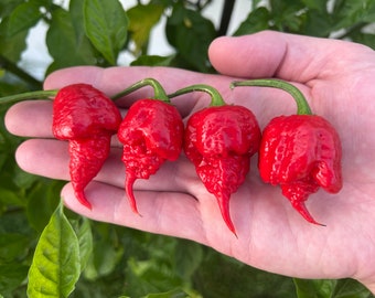 Carolina Reaper Pepper Seeds - Etsy