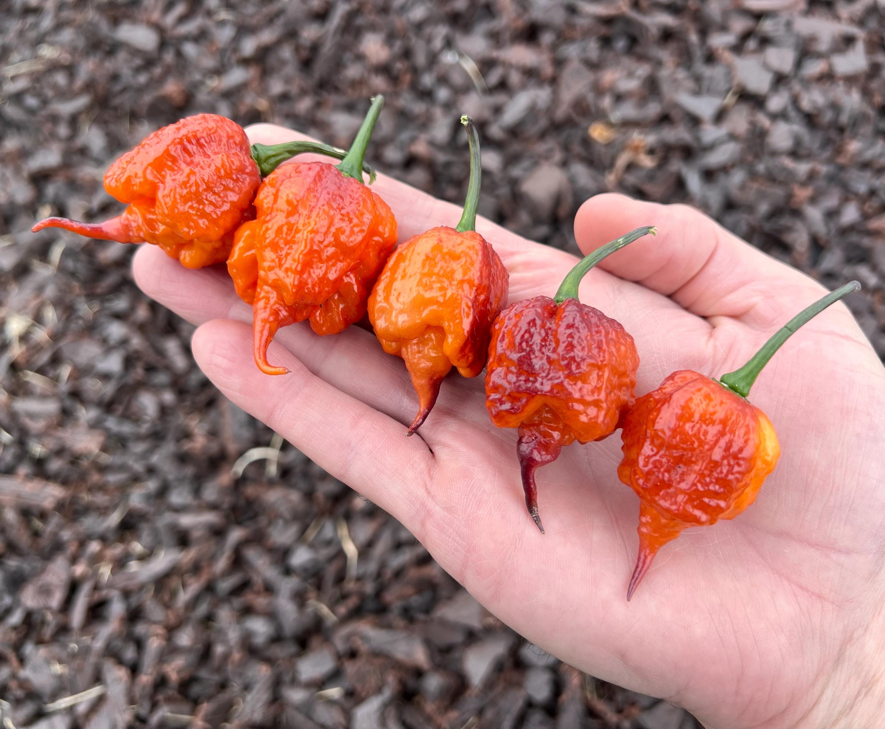 Gator Jigsaw Orange Pepper Seeds - Premium Peppers for Garden, Salsa ...