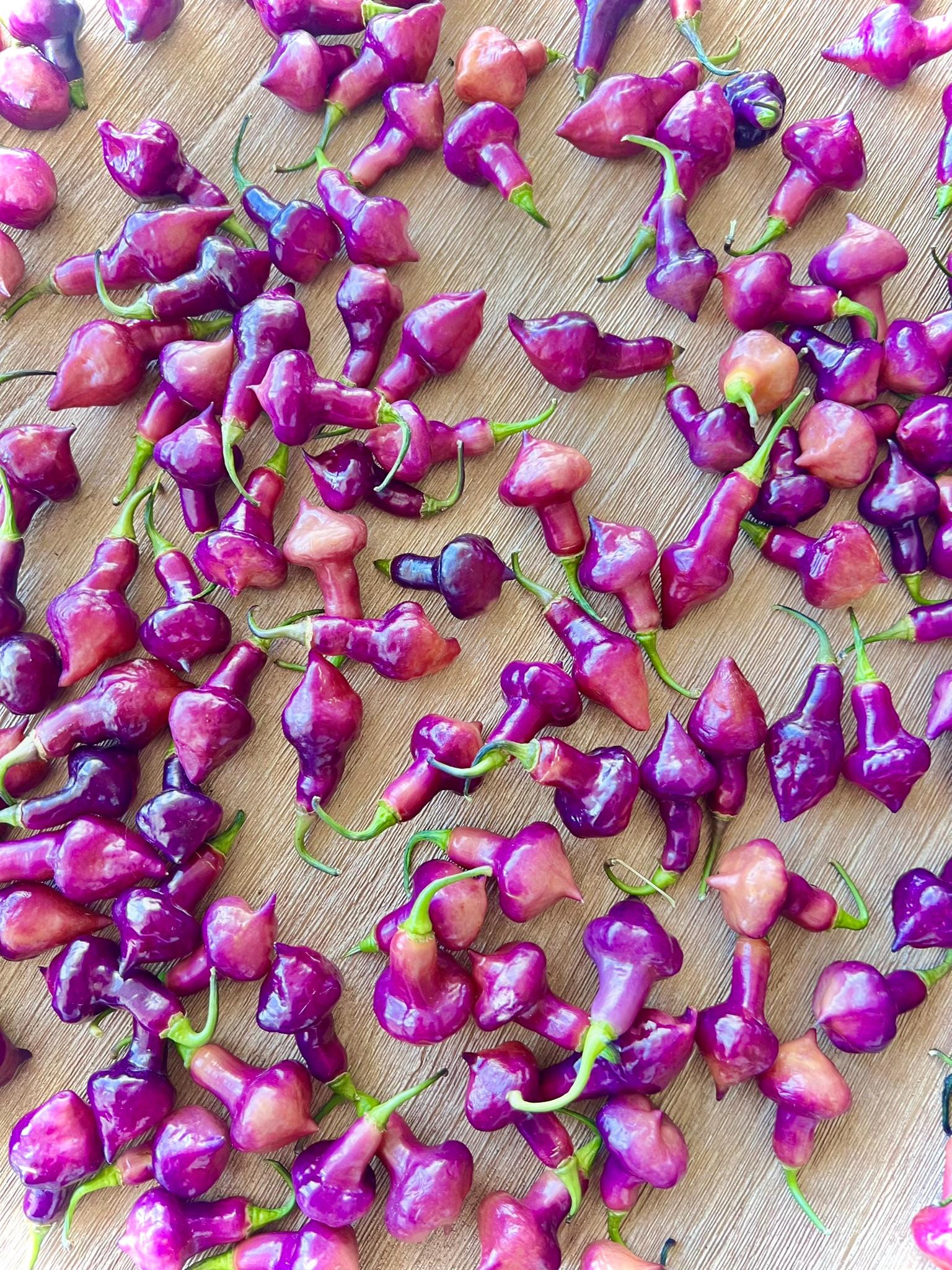Cheiro Roxa X Scarlet Lantern Hot Pepper Seeds - Non-gmo Organic ...