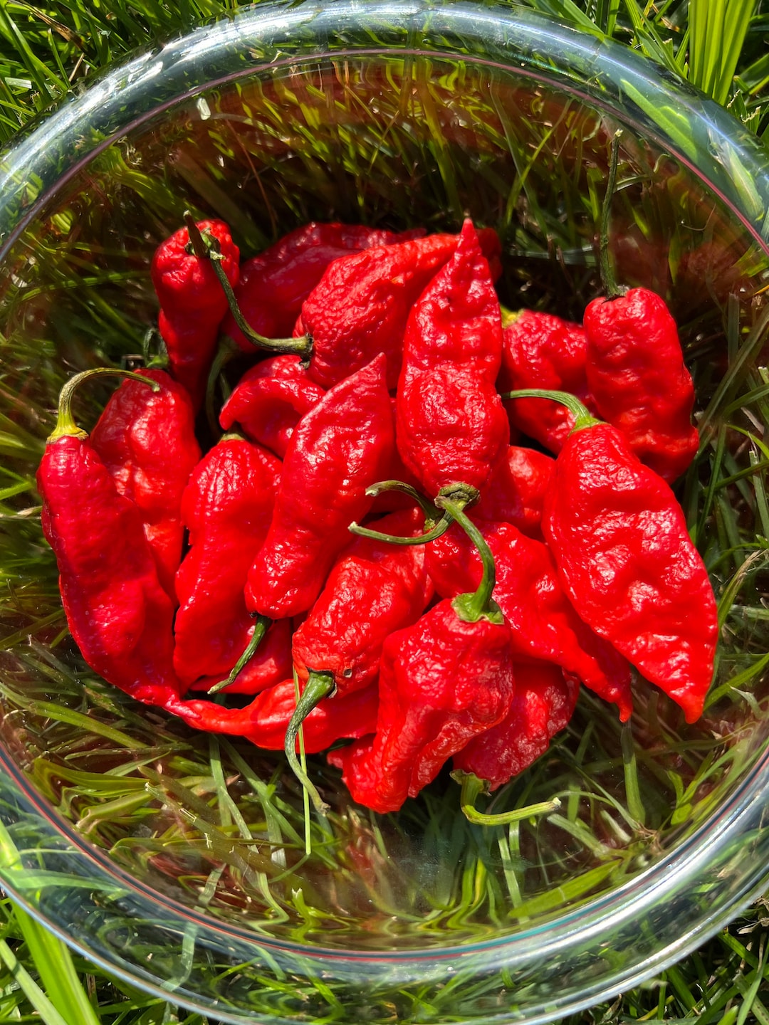 Red Ghost Pepper Seeds Pack Superhot Vegetable Pepper Seeds Pack - Etsy