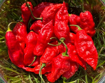 Hot Pepper Seeds Scorcher Pepper Ghost Screaming Red 15 Seeds - Etsy