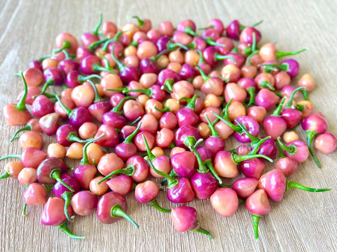 Cheiro Roxa Pepper Seeds - Very Flavorful and Spicy Pepper - Amazing ...