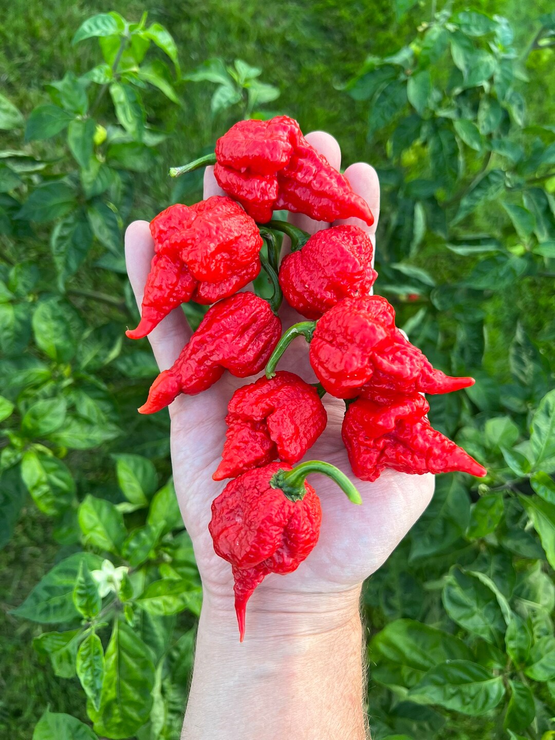 Beast Pepper Seeds Premium Packet Superhot Unique Peppers - Hotter Than ...