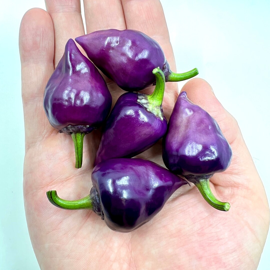 Purple UFO Premium Pepper Seeds Pack - Etsy