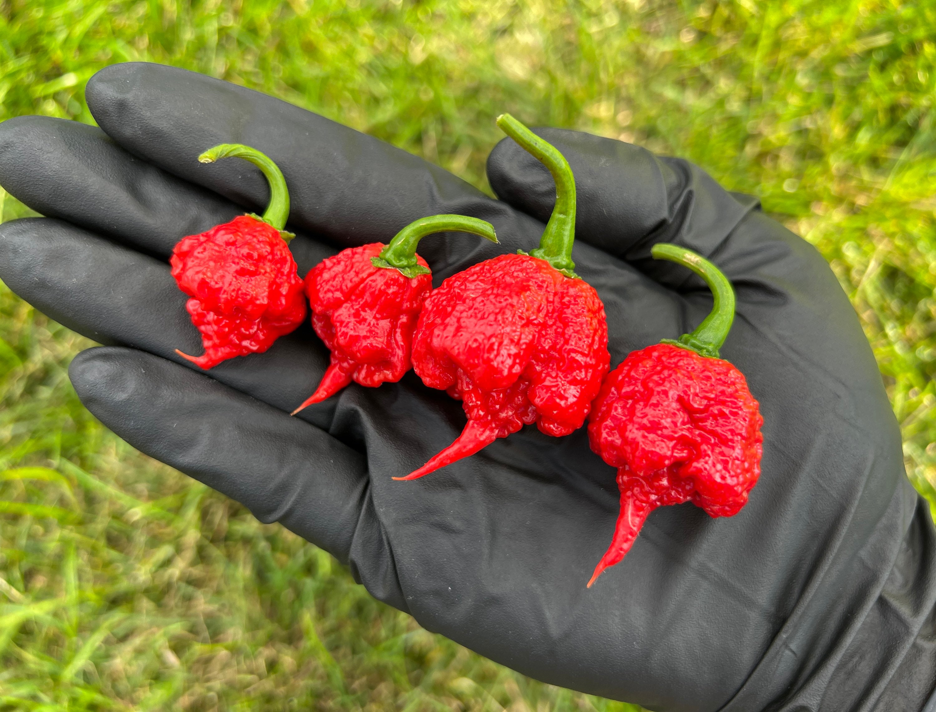 Dragon's Breath Mega Hot Pepper Seeds - Etsy