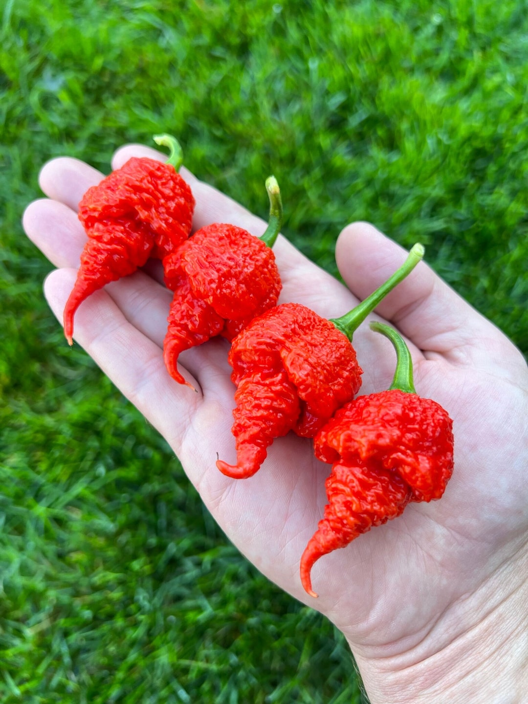 RB003 Pepper Seeds Premium Packet Superhot Peppers, Hotter Than Pepper X? - Etsy