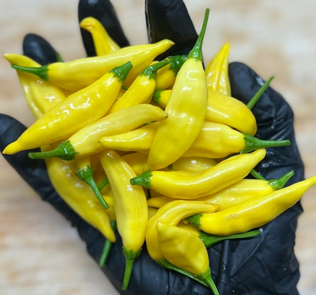 Lemon Drop Pepper Seeds - Etsy
