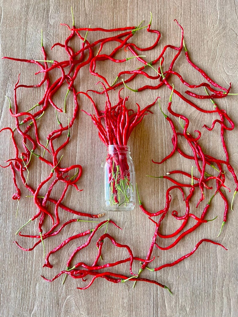 Thunder Mountain Longhorn Pepper Seeds - Non-gmo Organic Mild Pepper ...