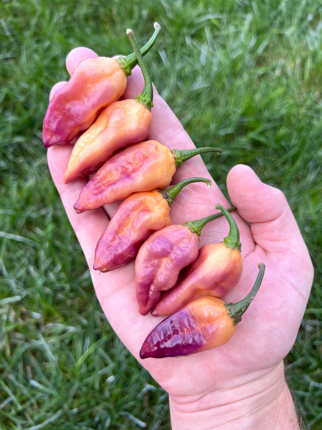 Lion Shark Peach Pepper Seeds - Etsy