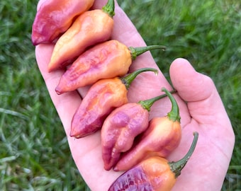 Jay's Peach Ghost Scorpion JPGS Heirloom Pepper Premium Seed Packet ...