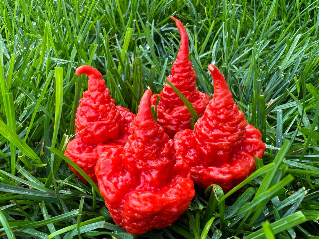RB003 Pepper Seeds Premium Packet Superhot Peppers, Hotter Than Pepper ...