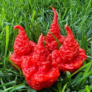 RB003 Pepper Seeds Premium Packet Superhot Peppers, Hotter Than Pepper ...