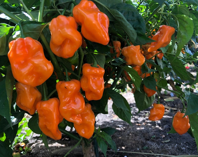 Roger's Giant Habanero Rare Pepper Premium Seeds Packet Non-gmo ...