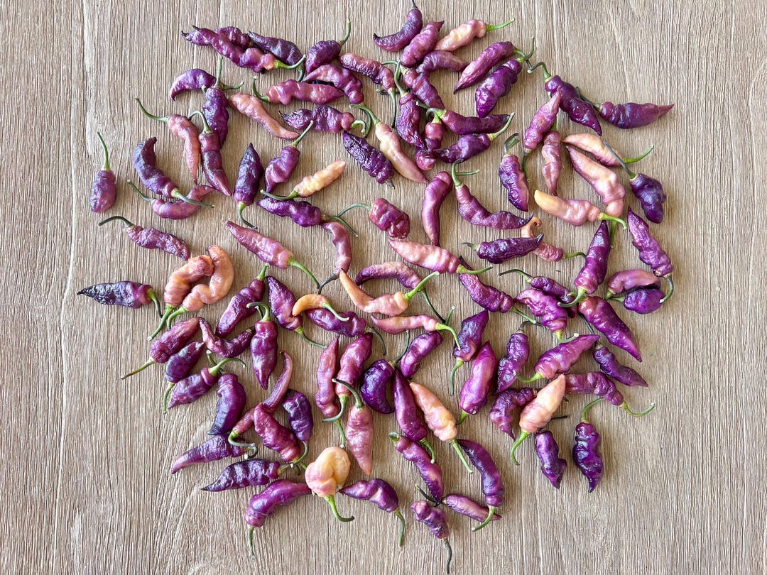 Pink Tiger Purple Pepper Seeds - Non-gmo Organic Superhot Pepper. Great ...