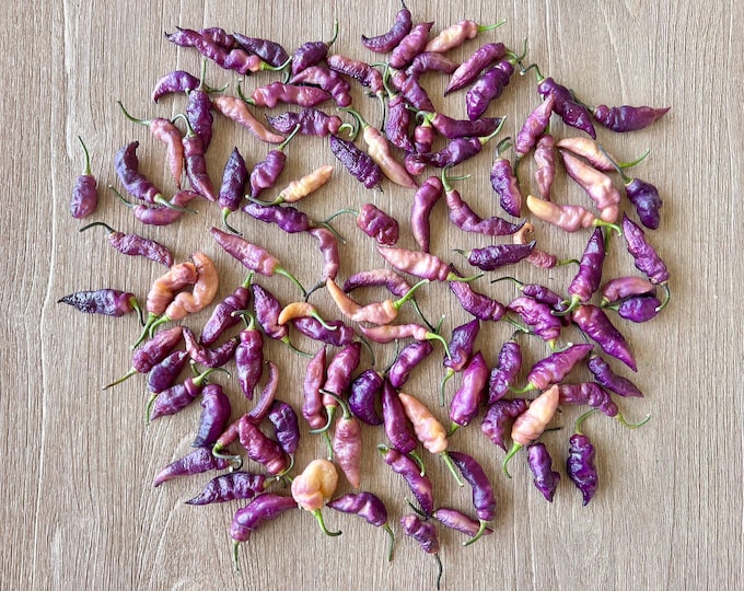 Pink Tiger Purple Pepper Seeds - Non-gmo Organic Superhot Pepper. Great ...