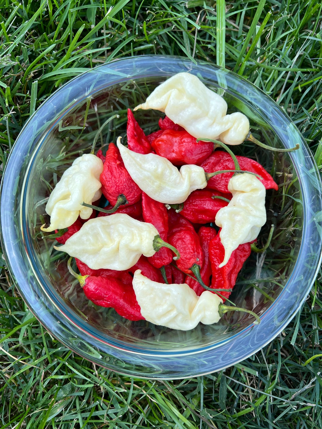 White Knight Premium Pepper Seeds, Non-gmo Organic Garden Vegetable ...