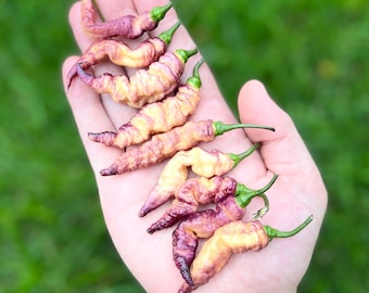 10 Premium Thor's Thunderbolt Pepper Seeds Hot 300k-500k Scoville Grown ...
