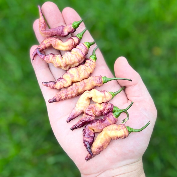 Rare Pepper Seeds - Etsy