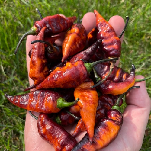Purple Peach Carolina Reaper Rare Pepper Seeds Premium Packet - Etsy