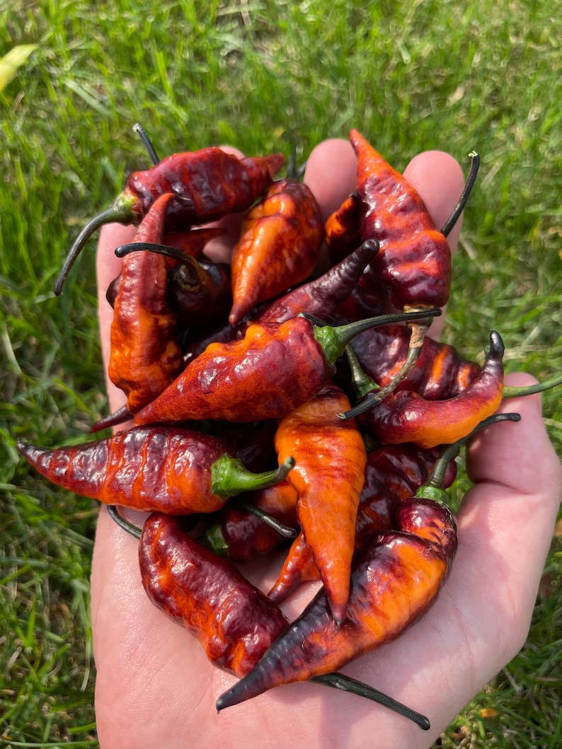 Black Panther Rare Pepper Seeds Premium Packet - Etsy