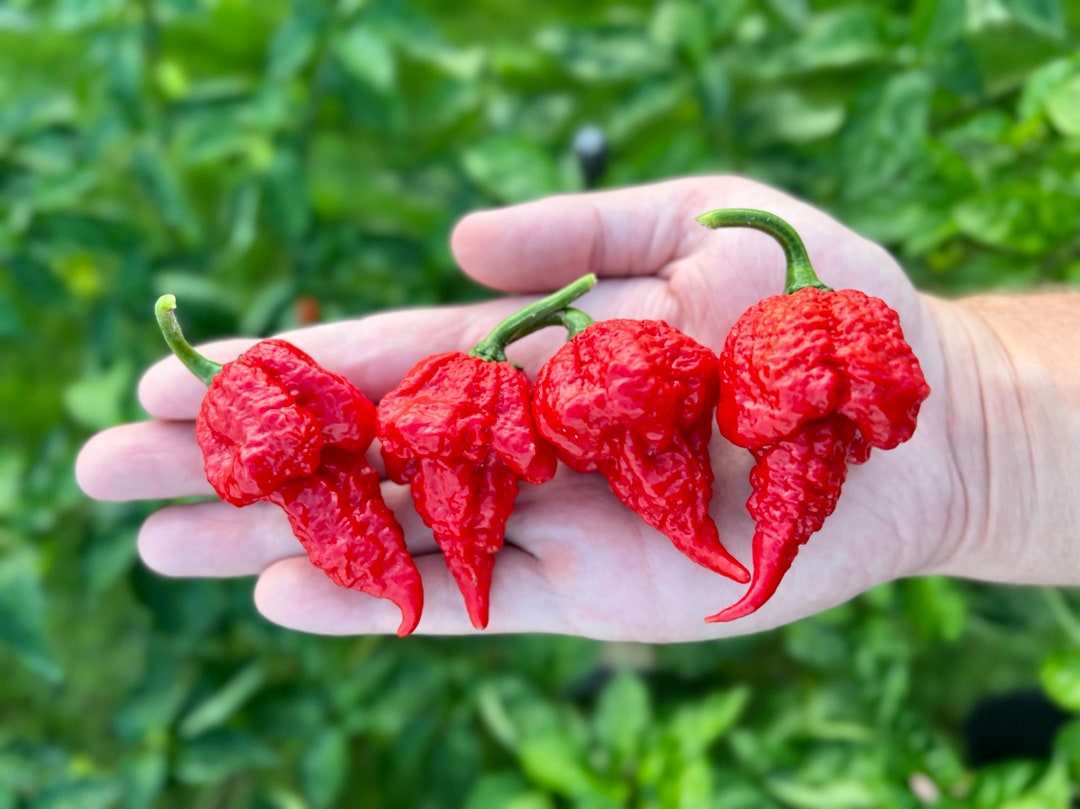 Beast Pepper Seeds Premium Packet Superhot Unique Peppers - Etsy