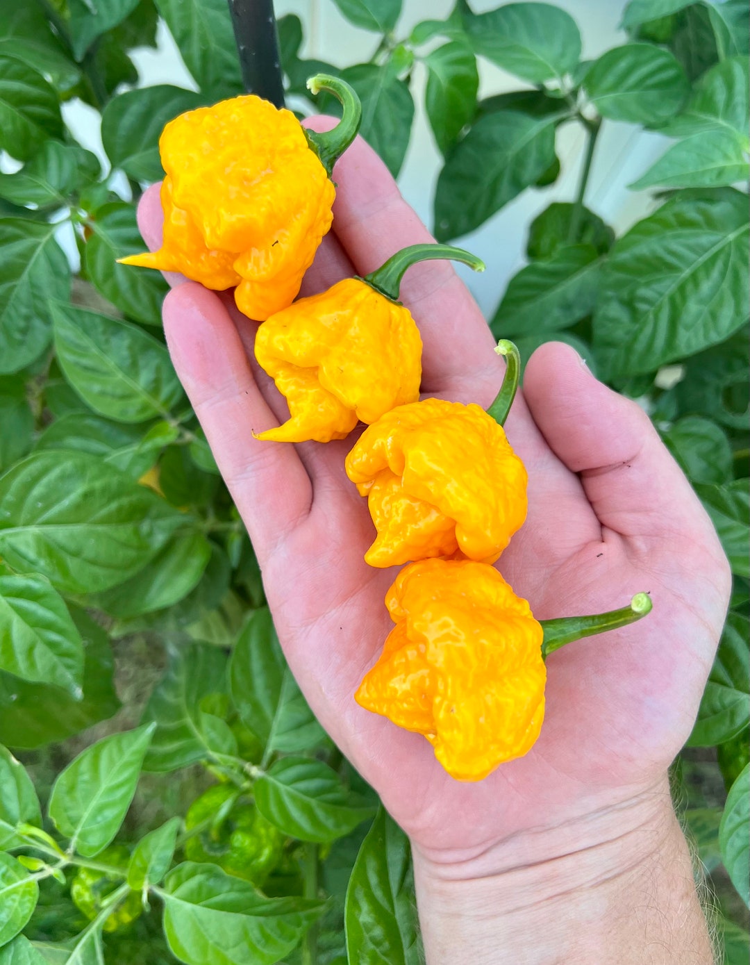 Scotch Brain Yellow Premium Seeds Pack - Non-gmo Vegetable Pepper ...