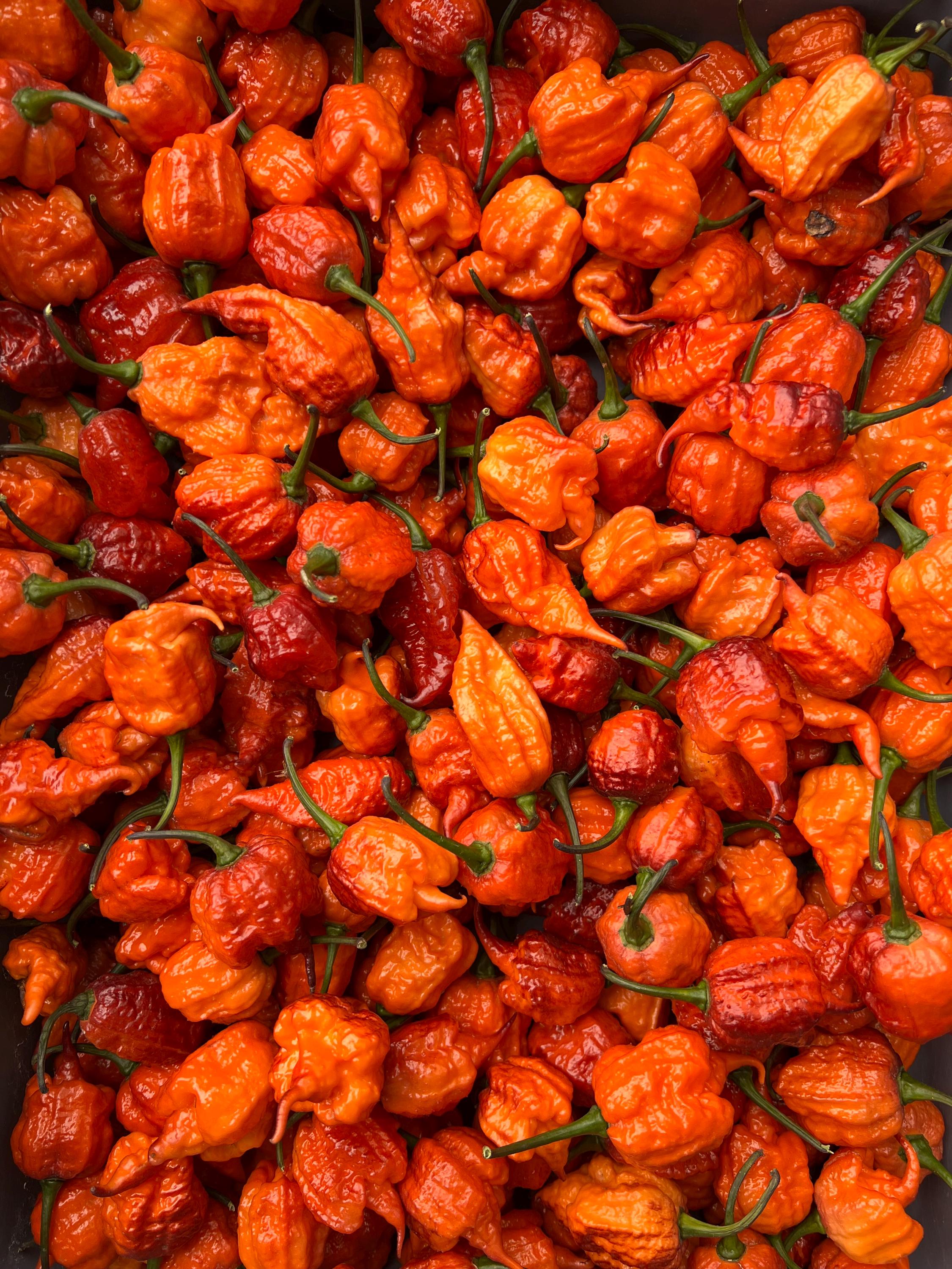 Gator Jigsaw Orange Pepper Seeds - Premium Peppers for Garden, Salsa ...