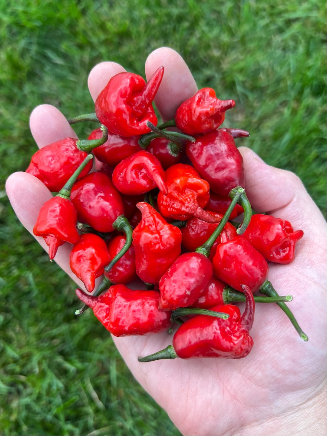 Mini Carolina Reaper Purple Red Pepper Seeds - Etsy