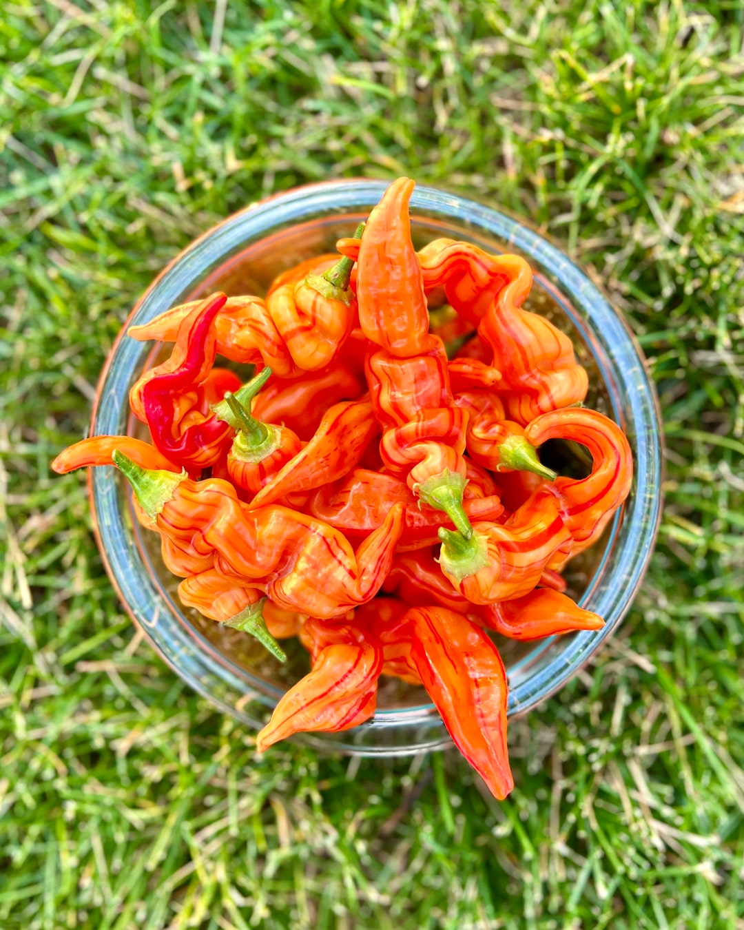 Sugar Rush Peach Stripey Pepper Seeds Pack - Non-gmo Organic Hot Sweet ...