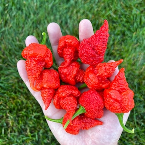 RB003 Pepper Seeds Premium Packet Superhot Peppers, Hotter Than Pepper ...