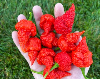 RB003 Pepper Seeds Premium Packet Superhot Peppers, Hotter RB003 Pepper Seeds Premium Packet Superhot Peppers, Hotter