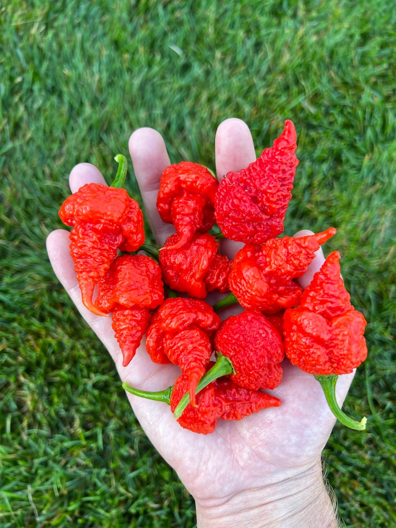 RB003 Pepper Seeds Premium Packet Superhot Peppers, Hotter Than Pepper ...
