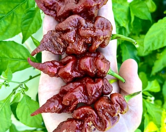 Salkim Biber Turkish Turkey Chile Hot Pepper Premium Seed - Etsy